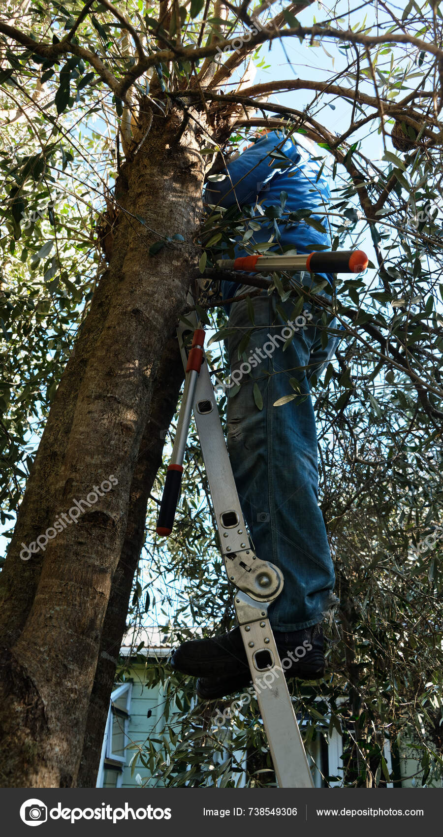 Metal Ladder Leaning Olive Tree Man Ladder Doing Some Pruning — Stock ...