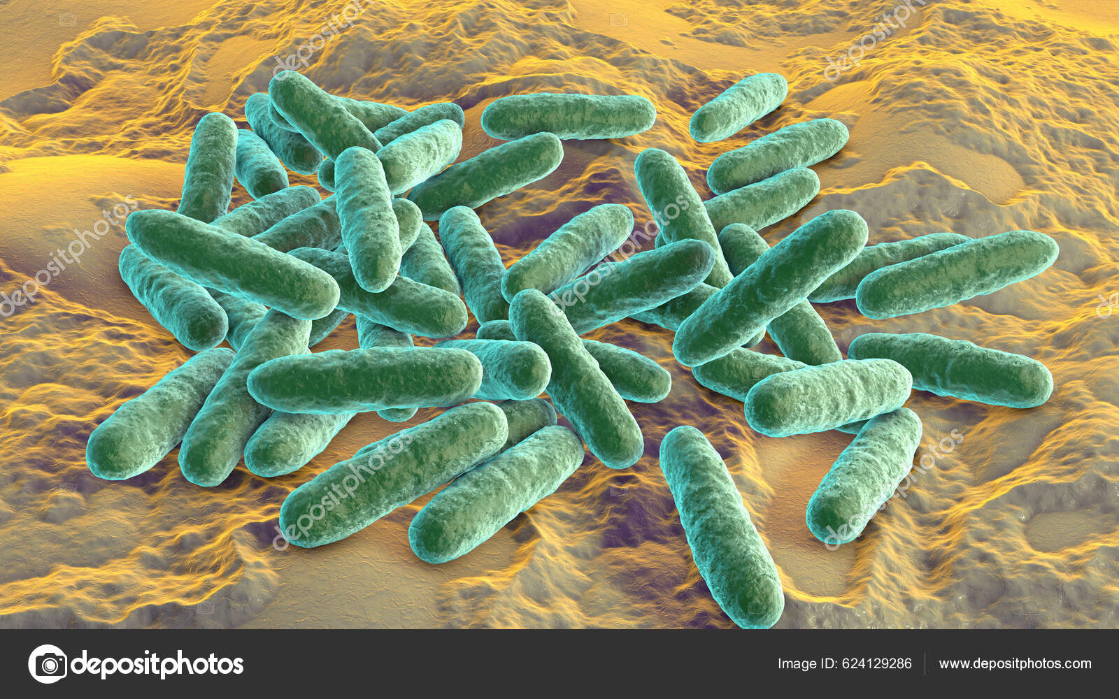 Bacteria Eikenella Corrodens Illustration Eikenella Normal Biota Oral ...
