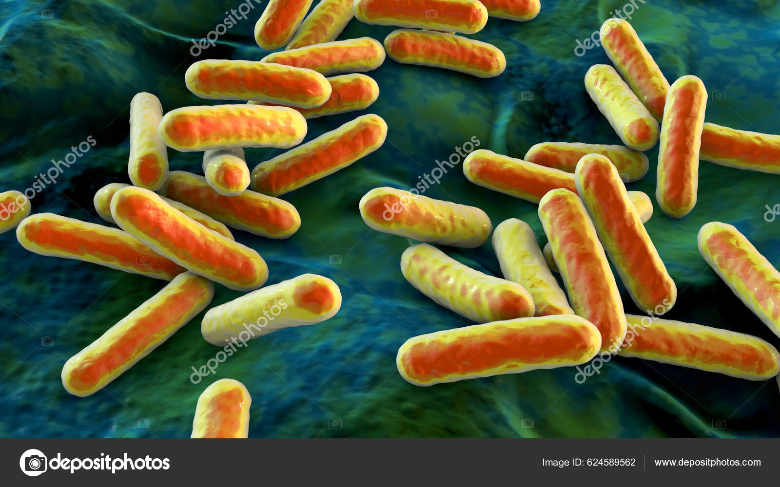 Bactéries Morganella Morganii Illustration Bactéries Gram Négatives Qui ...