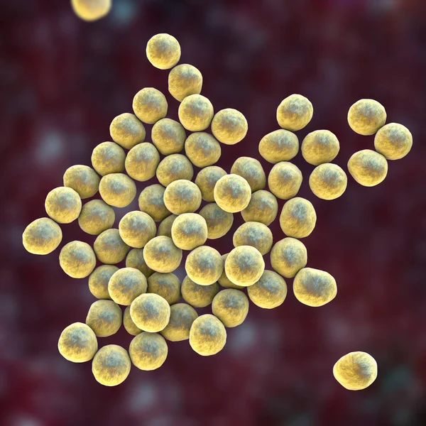 Staphylococcus aureus resistente a la meticilina Stock Photos, Royalty Free Staphylococcus ...