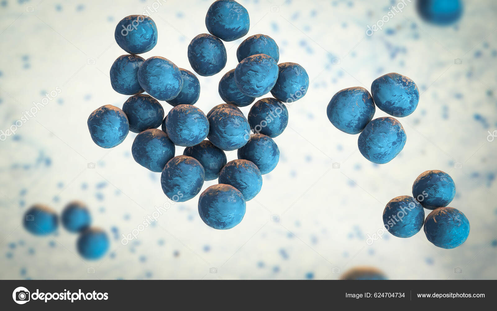 Staphylococcus Lugdunensis Бактерії Ілюстрації Коагулазо Негативний ...