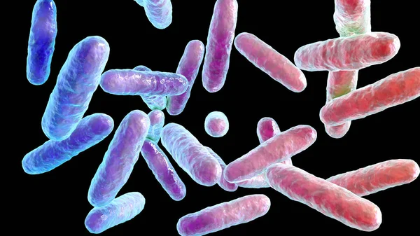 Bacteria Eikenella Corrodens Illustration Eikenella Normal Biota Oral ...