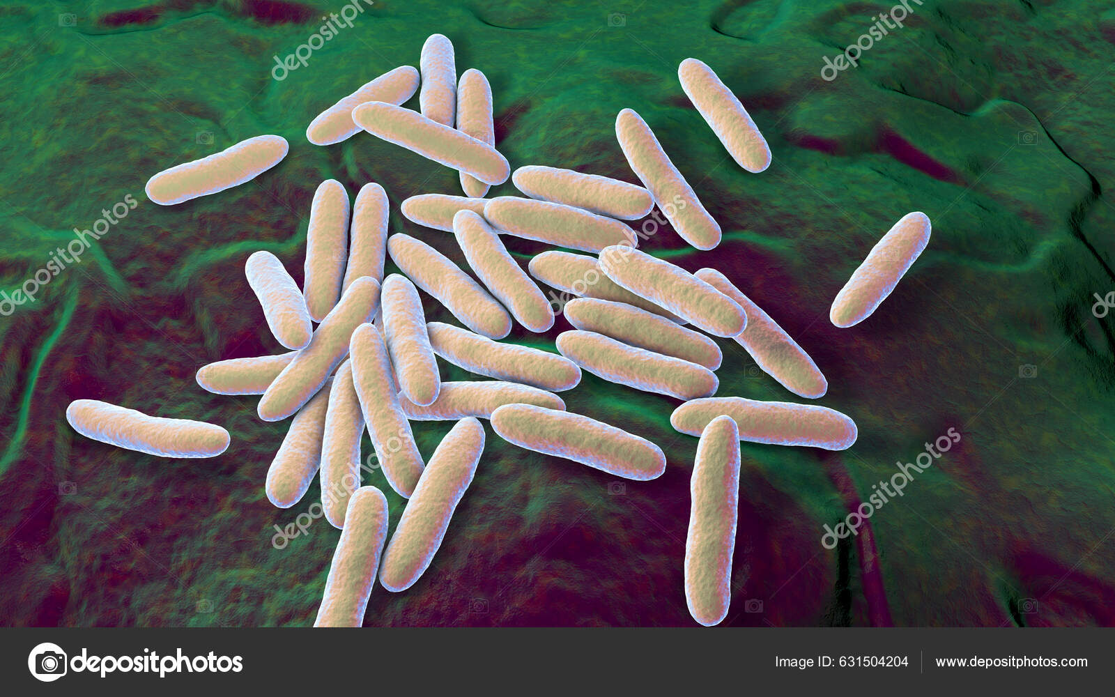 Bacteria Cardiobacterium Hominis Illustration Gram Negative Bacterium ...