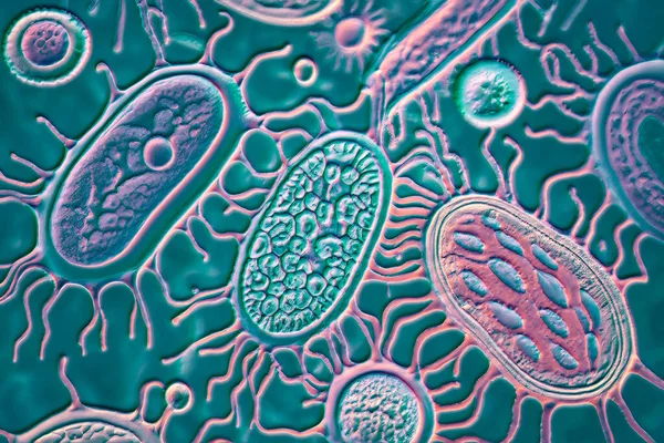 Beautiful Microworld Microbes Different Shapes Illustration Stock Photo ...