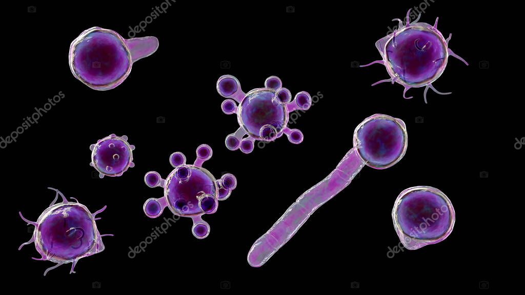Conidiobolus coronatus microscopic fungi, 3D illustration. Causes ...