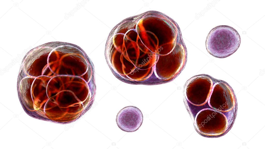Prototheca wickerhamii green algae that cause protothecosis, clinically ...