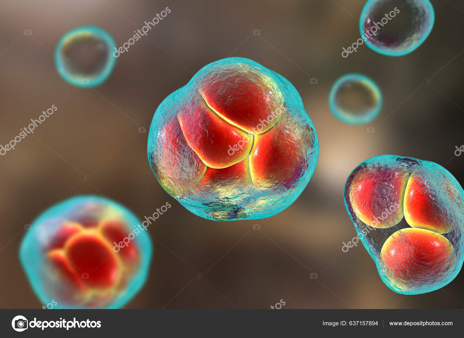 Prototheca Wickerhamii Green Algae Cause Protothecosis Clinically Seen ...
