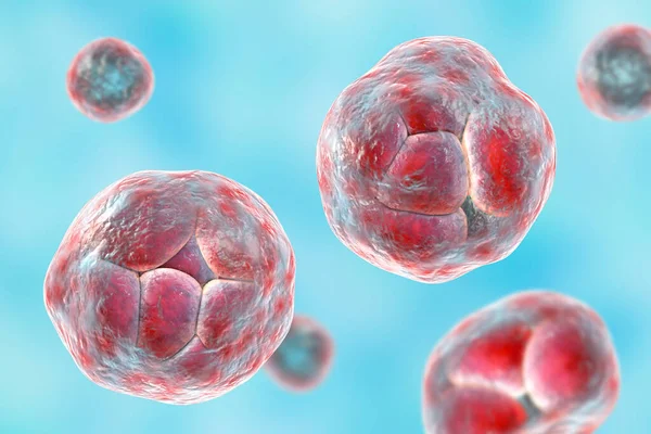 Prototheca Wickerhamii Green Algae Cause Protothecosis Clinically Seen ...