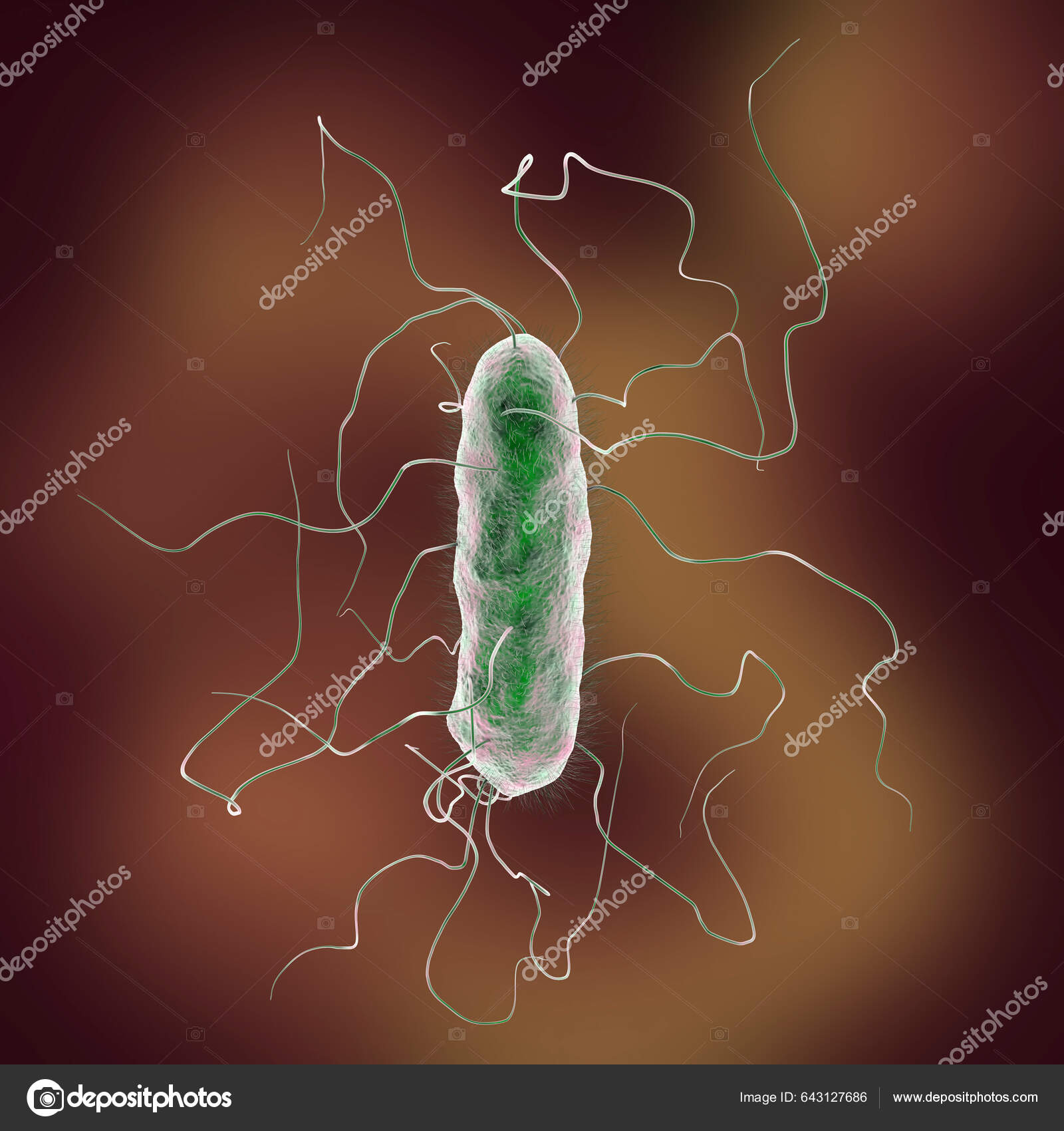 Proteus Mirabilis Bacterium Illustration Gram Negative Bacterium Causes ...