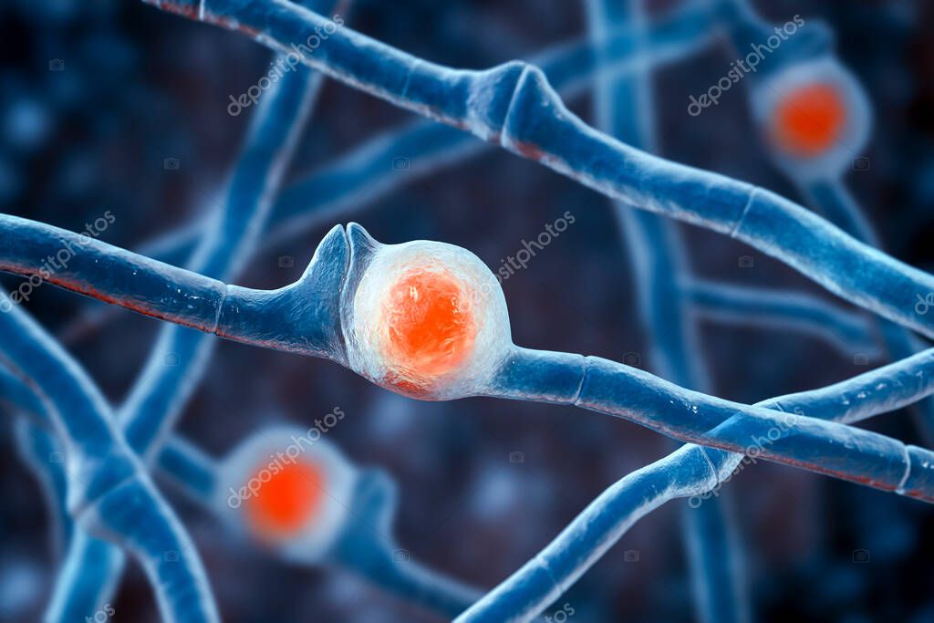 Basidiobolus ranarum hongos microscópicos, ilustración 3D. Causa ...