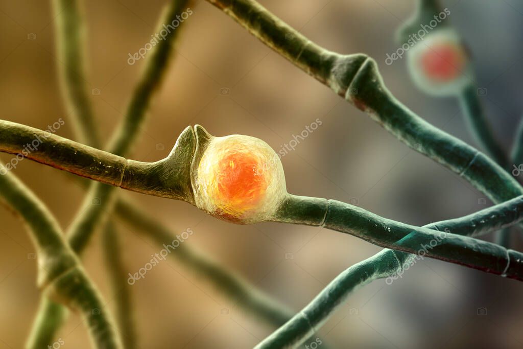 Basidiobolus ranarum hongos microscópicos, ilustración 3D. Causa ...