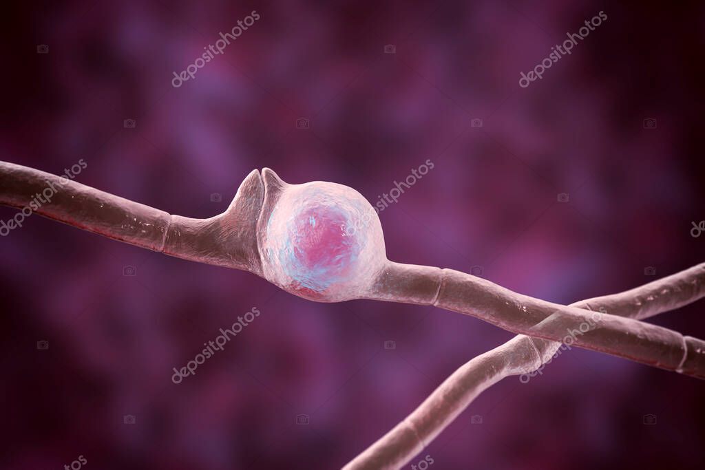 Basidiobolus ranarum hongos microscópicos, ilustración 3D. Causa ...