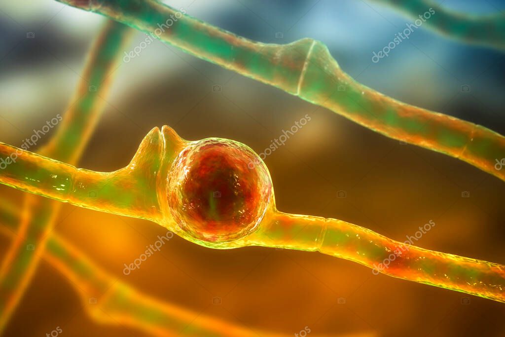 Basidiobolus ranarum hongos microscópicos, ilustración 3D. Causa ...