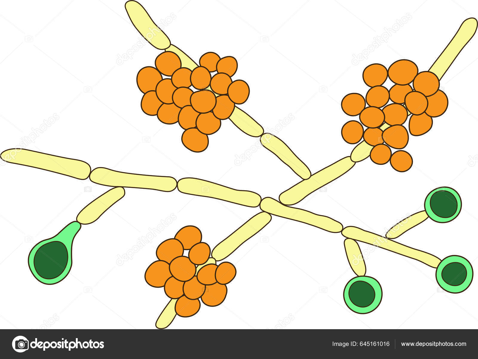 Leveduras Candida Albicans Agente Causador Candidíase Ilustração Vetor ...