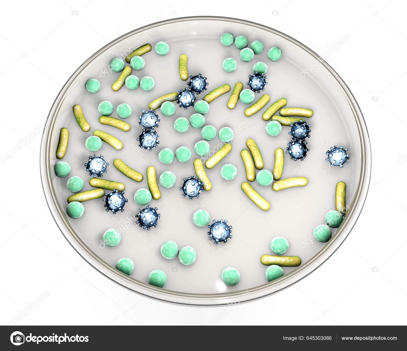 Petri Dish Bacteria Identification