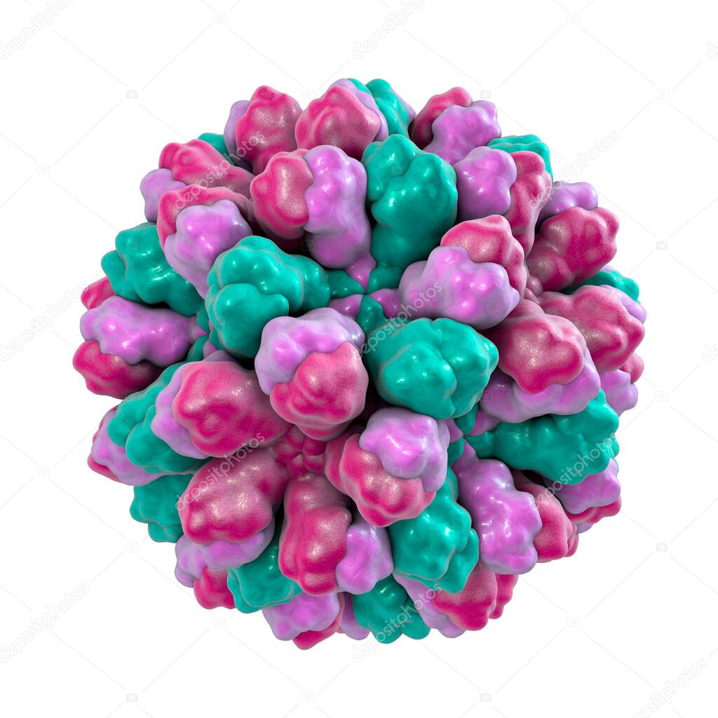 Norovirus, virus Norwalk, también llamado insecto vómito de invierno ...