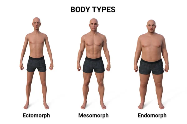 Ilustración 3D de un cuerpo masculino que muestra tres tipos de cuerpo ...