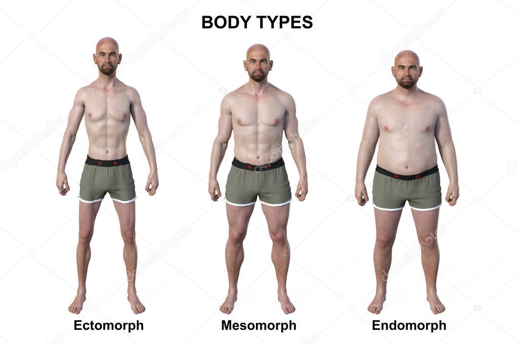 Ilustración 3D de un cuerpo masculino que muestra tres tipos de cuerpo ...