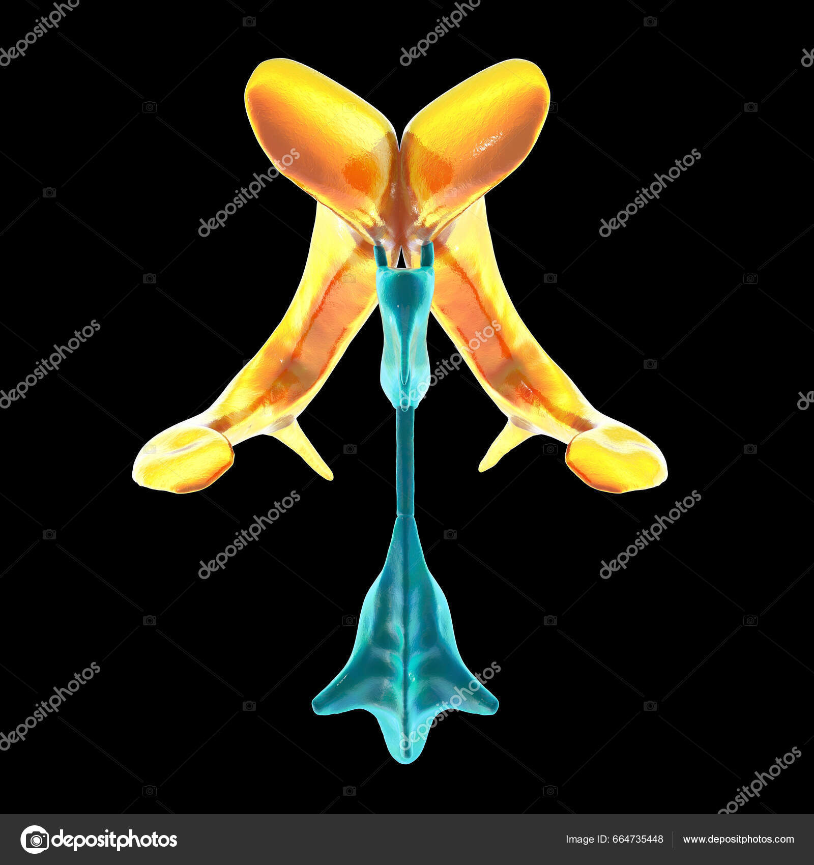 Lateral Brain Ventricles Largest Paired Cavities Brain Responsible ...