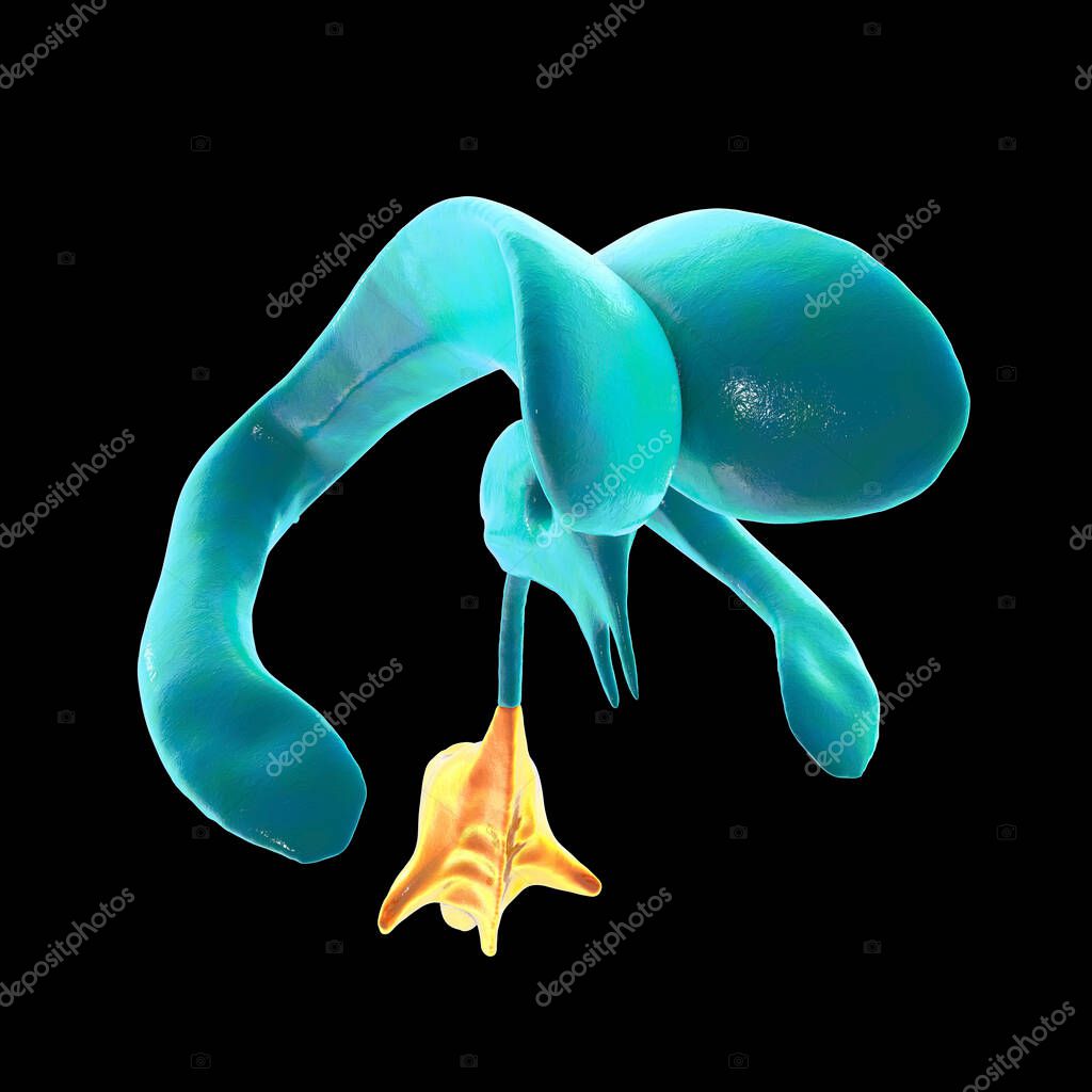 El cuarto ventrículo cerebral, una cavidad llena de líquido situada en ...