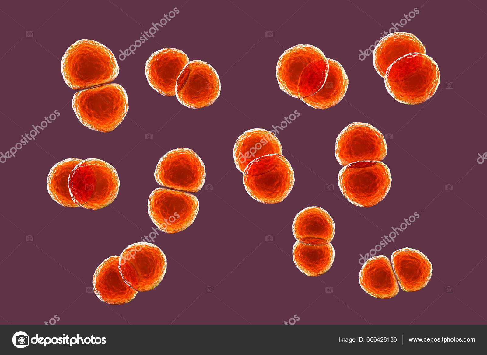 Streptococcus Pneumoniae Bacterie Ook Bekend Als Pneumococcus Gram ...