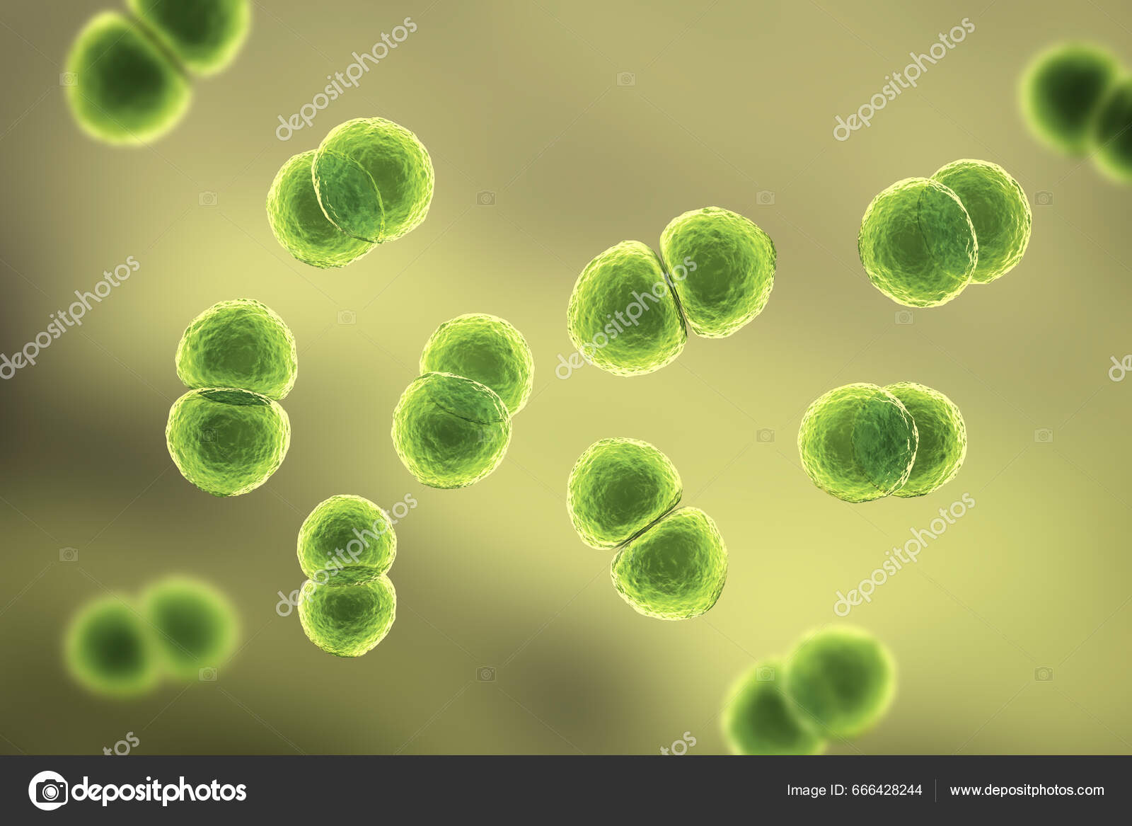 Streptococcus Pneumoniae Bacteria También Conocido Como Neumococo ...