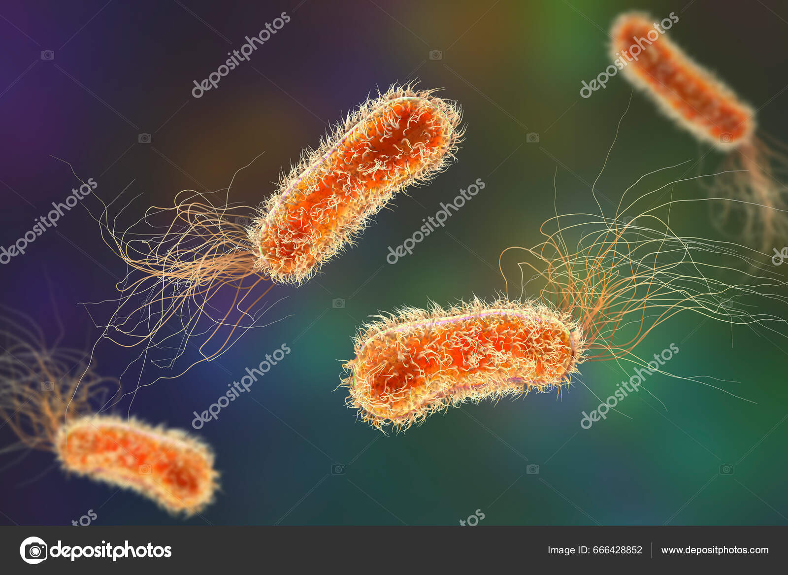 Pseudomonas Bacteria Gram Negative Bacteria Commonly Associated ...