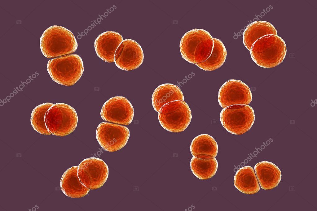 Streptococcus pneumoniae bacteria, también conocido como neumococo ...