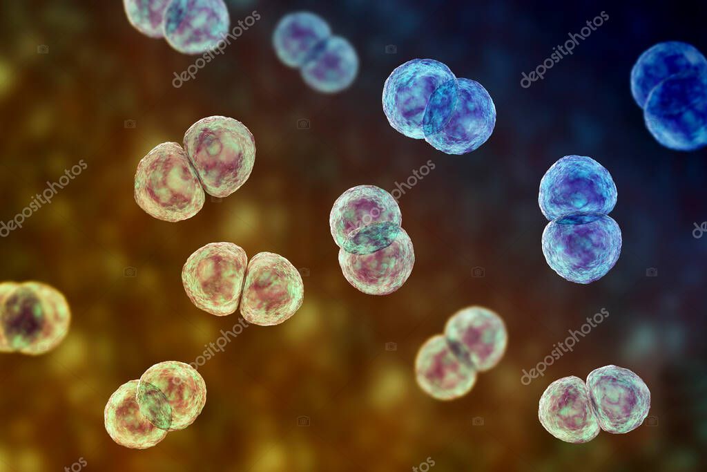 Streptococcus pneumoniae bacteria, también conocido como neumococo ...