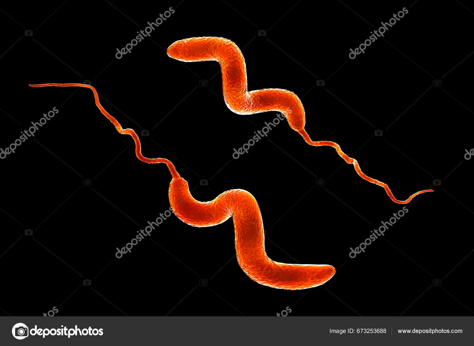 Bacterias Campylobacter Ilustración Las Bacterias Gramnegativas Forma ...