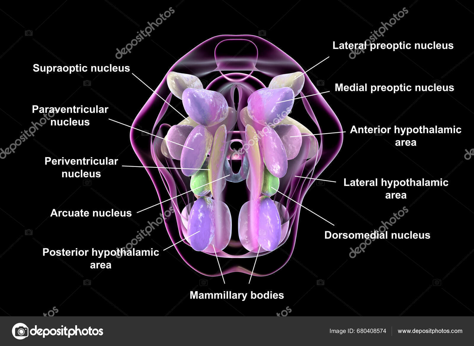 Zona Medial Dos Nucleos Hipotalamicos Neuroanatomía Y Fisiología Del