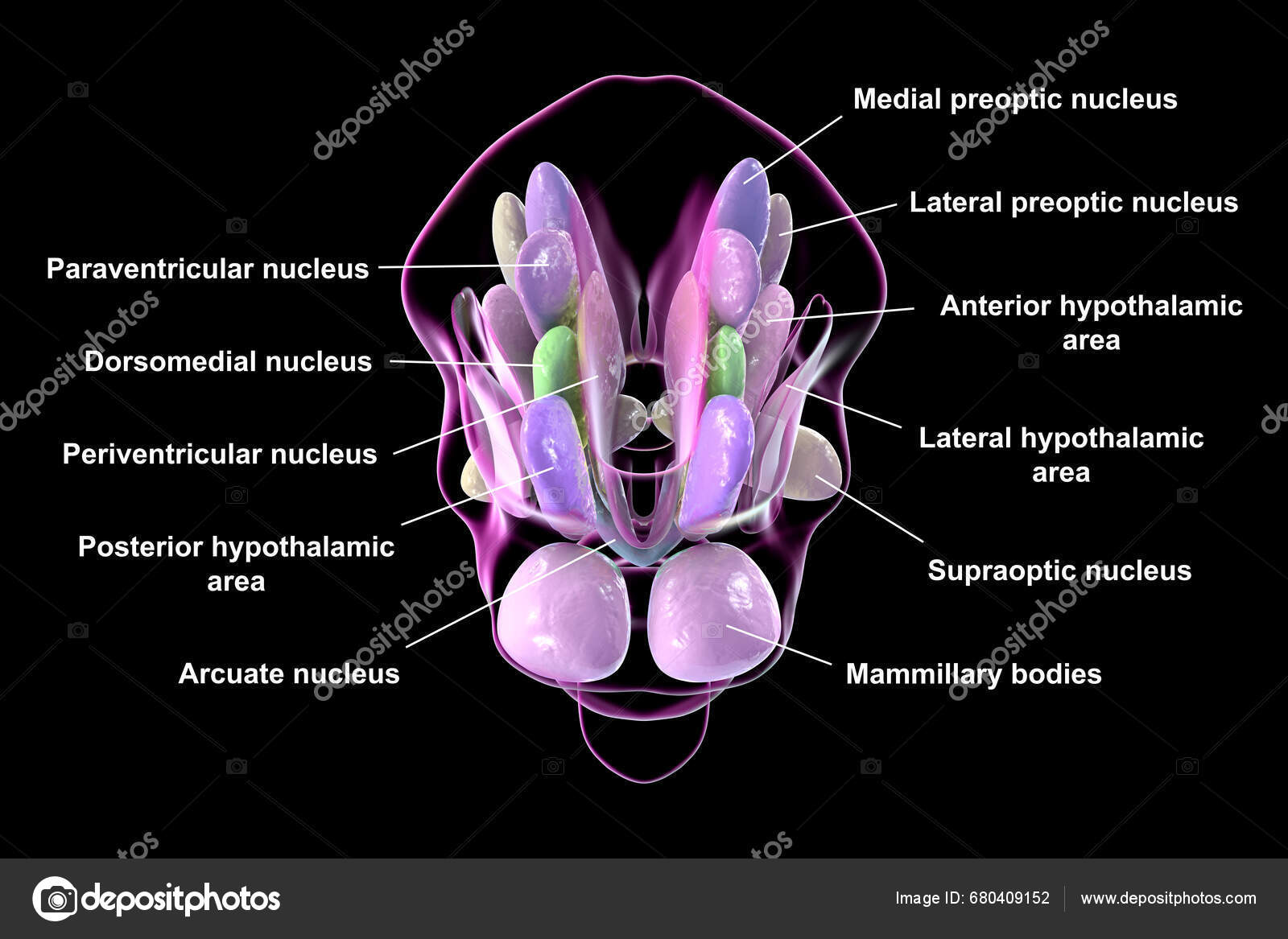 Detailed Illustration Hypothalamic Nuclei Showcasing Brain's Vital ...