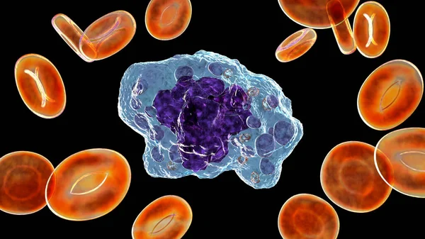 Leucocitos Stock Photos, Royalty Free Leucocitos Images | Depositphotos