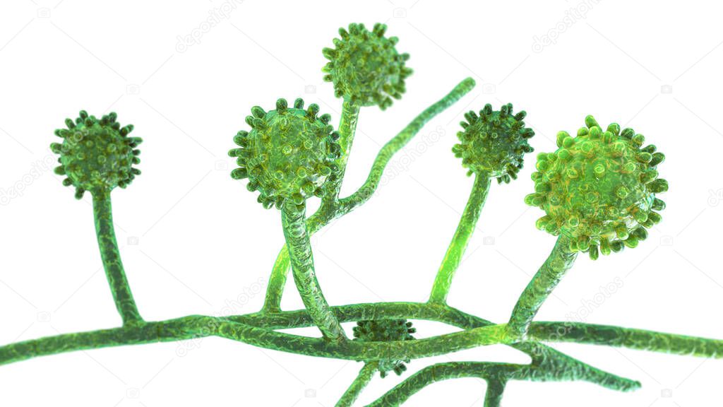 Histoplasma capsulatum, un parásito, hongo dimórfico tipo levadura que ...