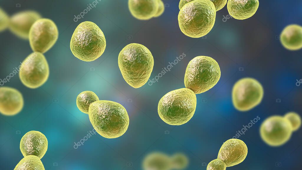 Histoplasma capsulatum, un parásito, hongo dimórfico tipo levadura que ...