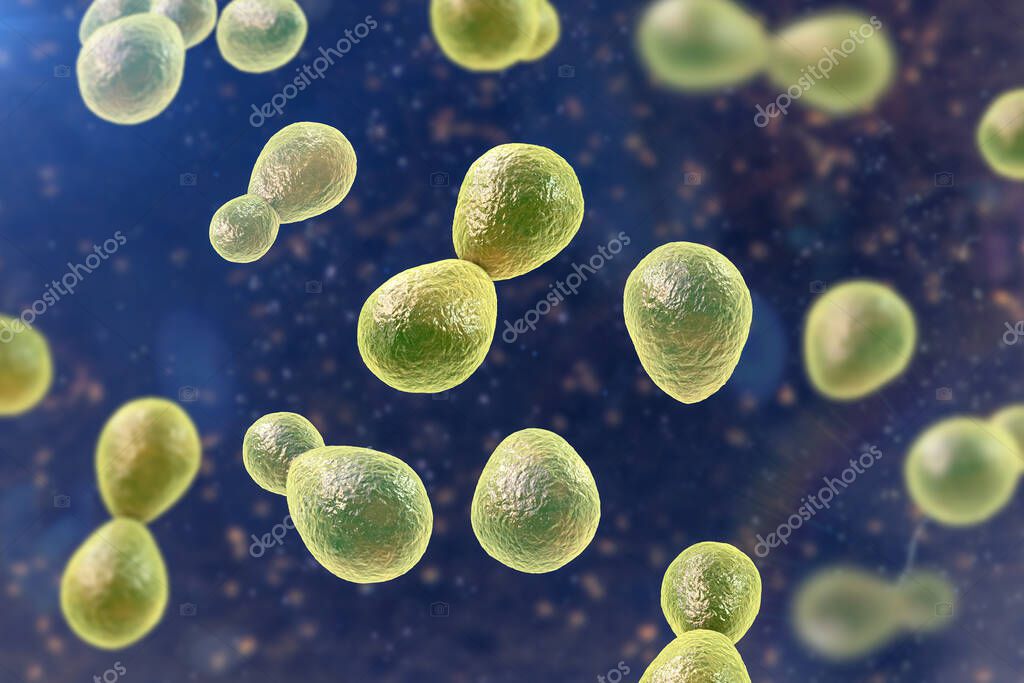 Histoplasma capsulatum, un parásito, hongo dimórfico tipo levadura que ...