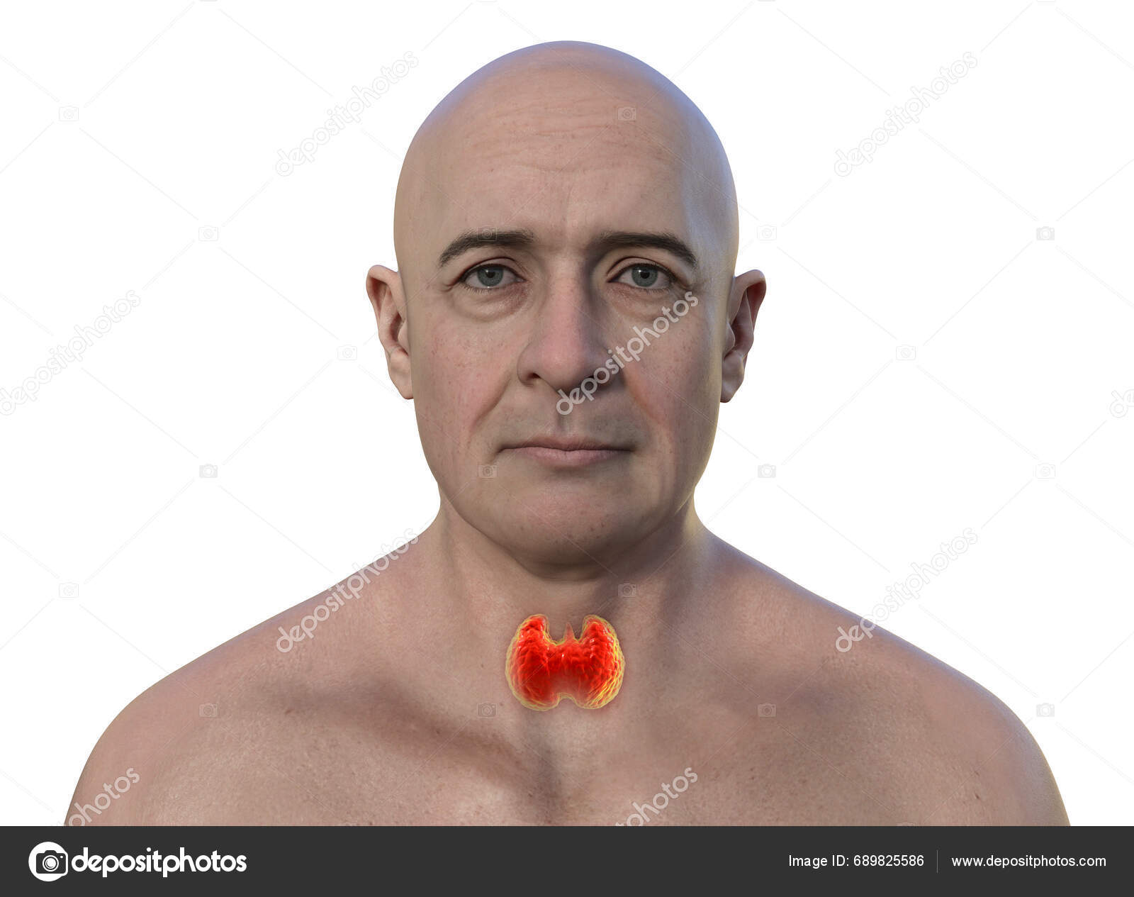 Man Transparent Skin Revealing Normal Thyroid Gland Highlighting ...