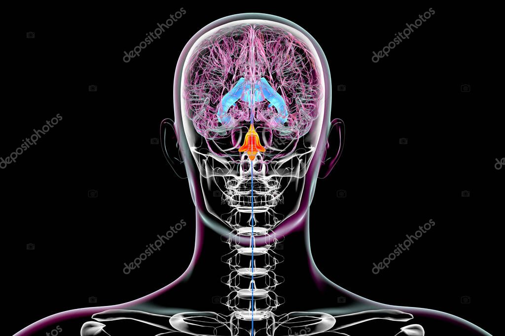 El cuarto ventrículo encefálico, una cavidad llena de líquido situada ...