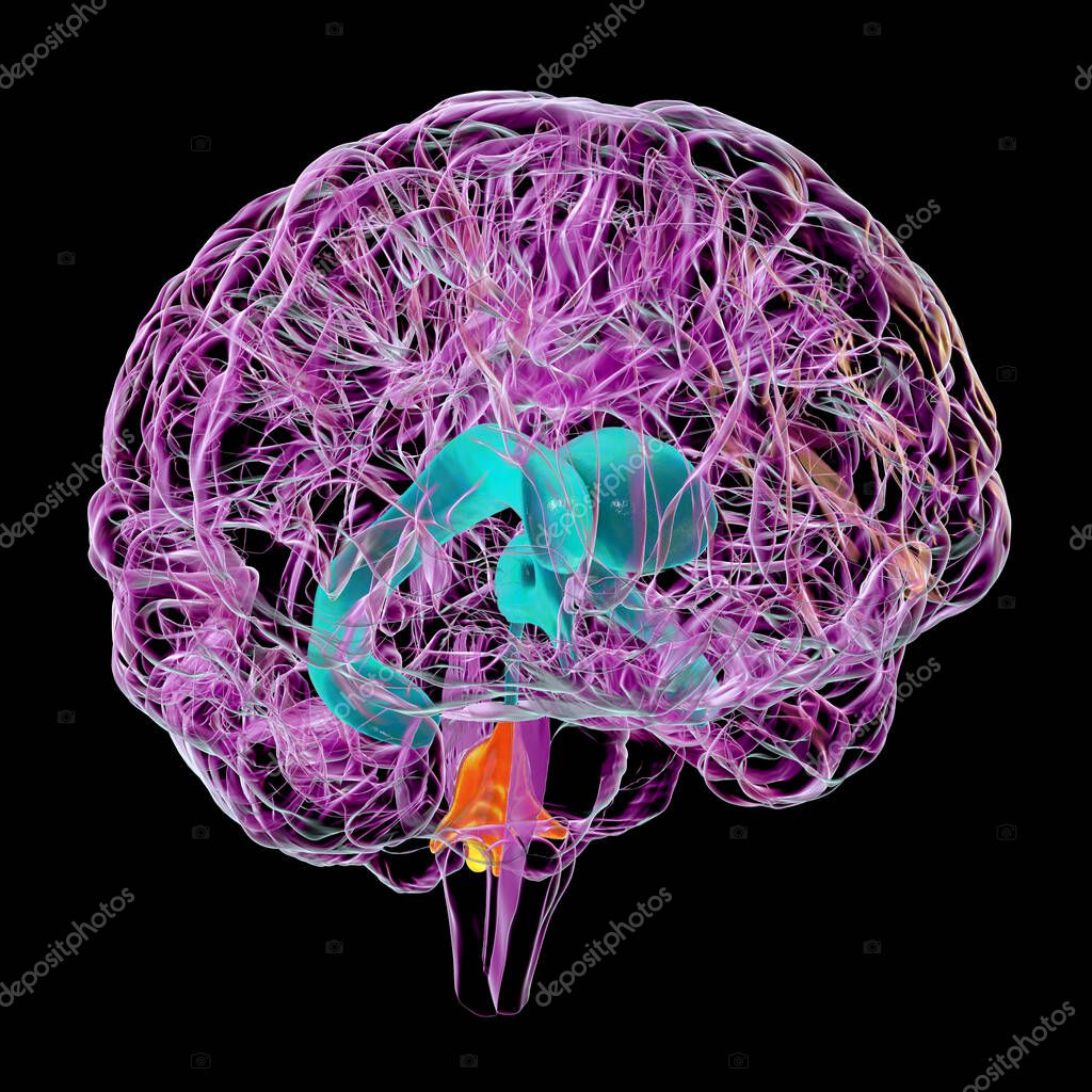 El cuarto ventrículo cerebral, una cavidad llena de líquido situada en ...