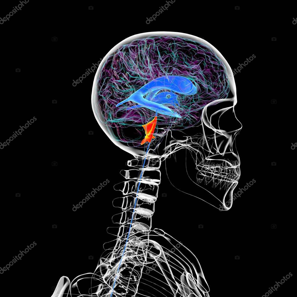 El cuarto ventrículo encefálico, una cavidad llena de líquido situada ...