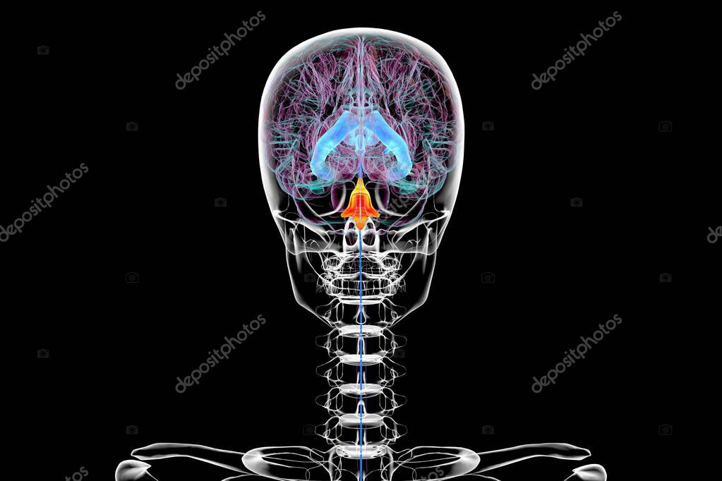El cuarto ventrículo encefálico, una cavidad llena de líquido situada ...