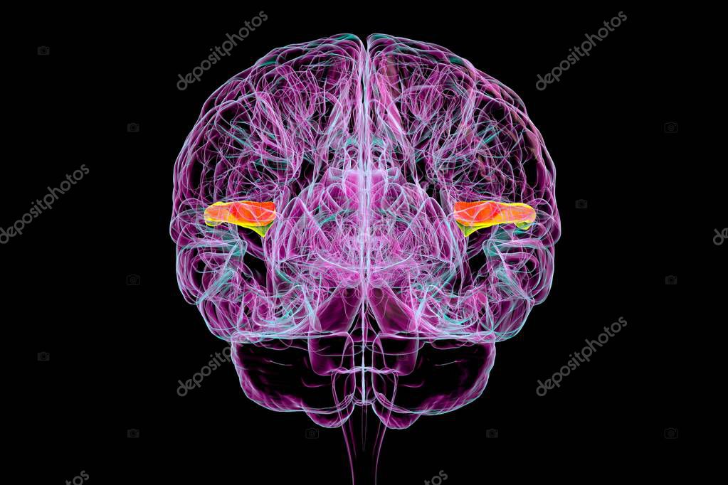 Ilustración 3D de un cerebro humano con el giro temporal transversal ...