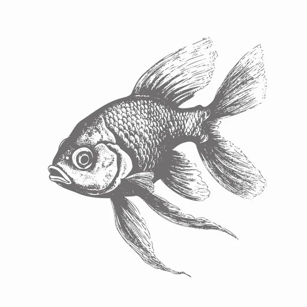 Ponty rajz Stock vektorok, Ponty rajz Jogdíjmentes illusztrációk ...