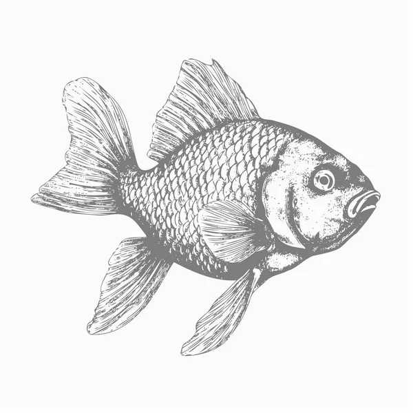 Realistic Goldfish Drawing