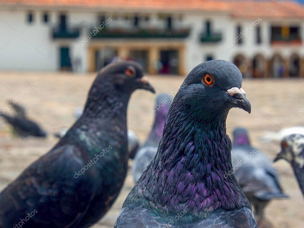 Diferentes actitudes de una bandada de palomas en la no tan limpia ...