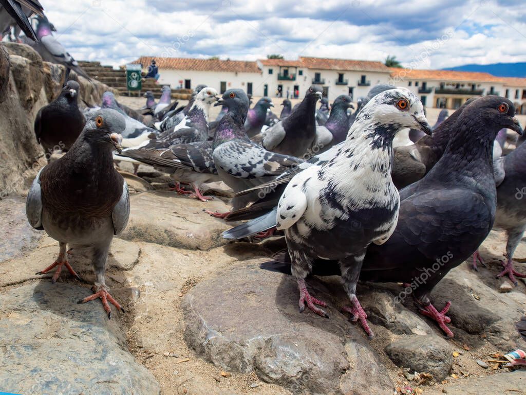 Diferentes actitudes de una bandada de palomas en la no tan limpia ...