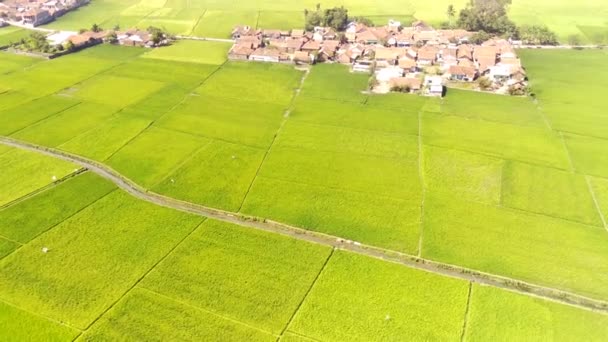 Drone Footage Top View Residential District Middle Spacious Rice Fields ...