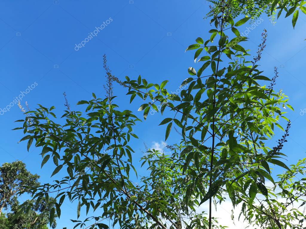 Vitex negundo planta en fondo cielo azul. Es otro nombre árbol casta ...