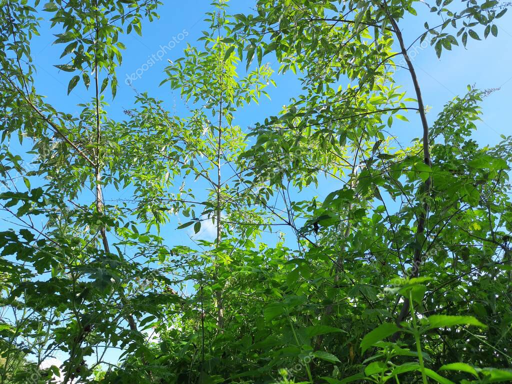 Vitex negundo planta en fondo cielo azul. Es otro nombre árbol casta ...
