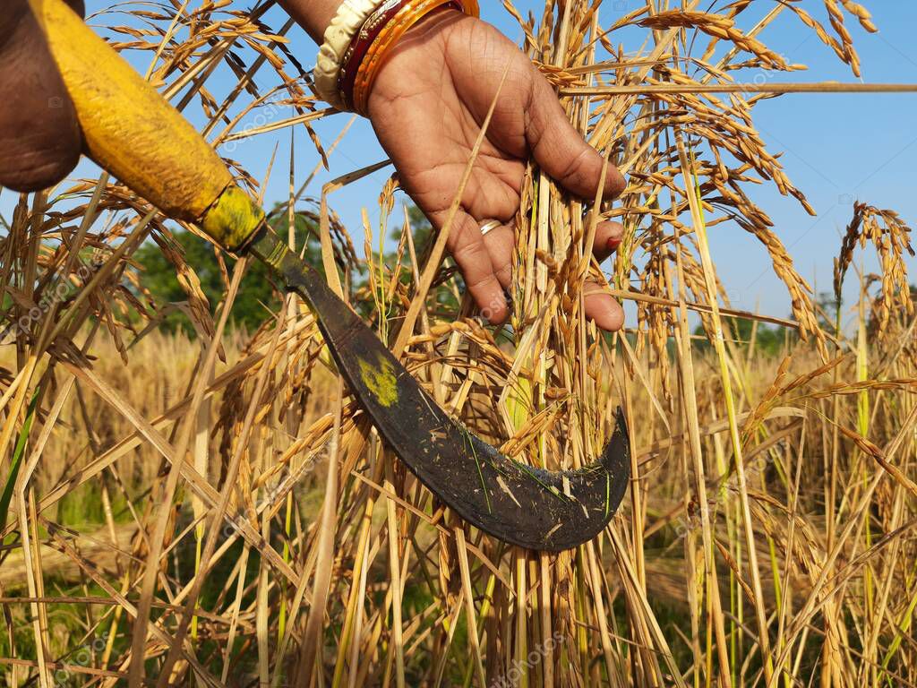 Mujeres indias cortando plantas de arroz con una hoz en el momento de ...